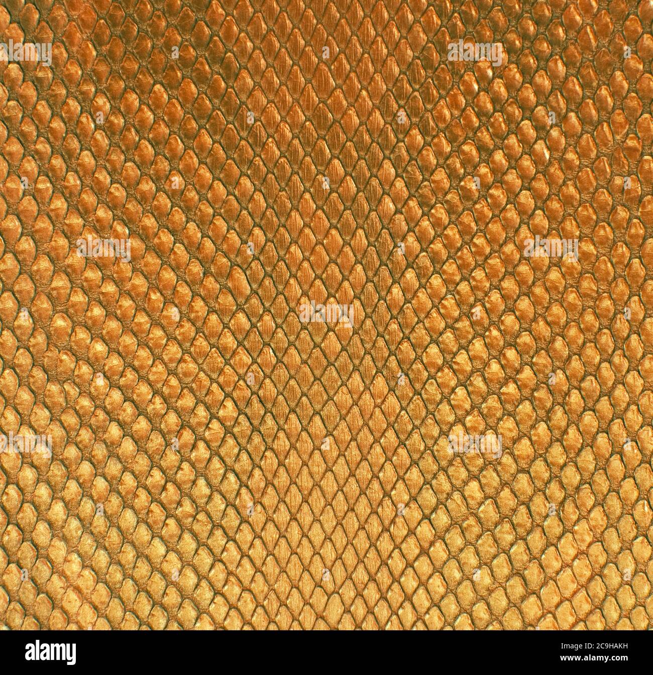 Diamond pattern snake hi-res stock photography and images - Alamy