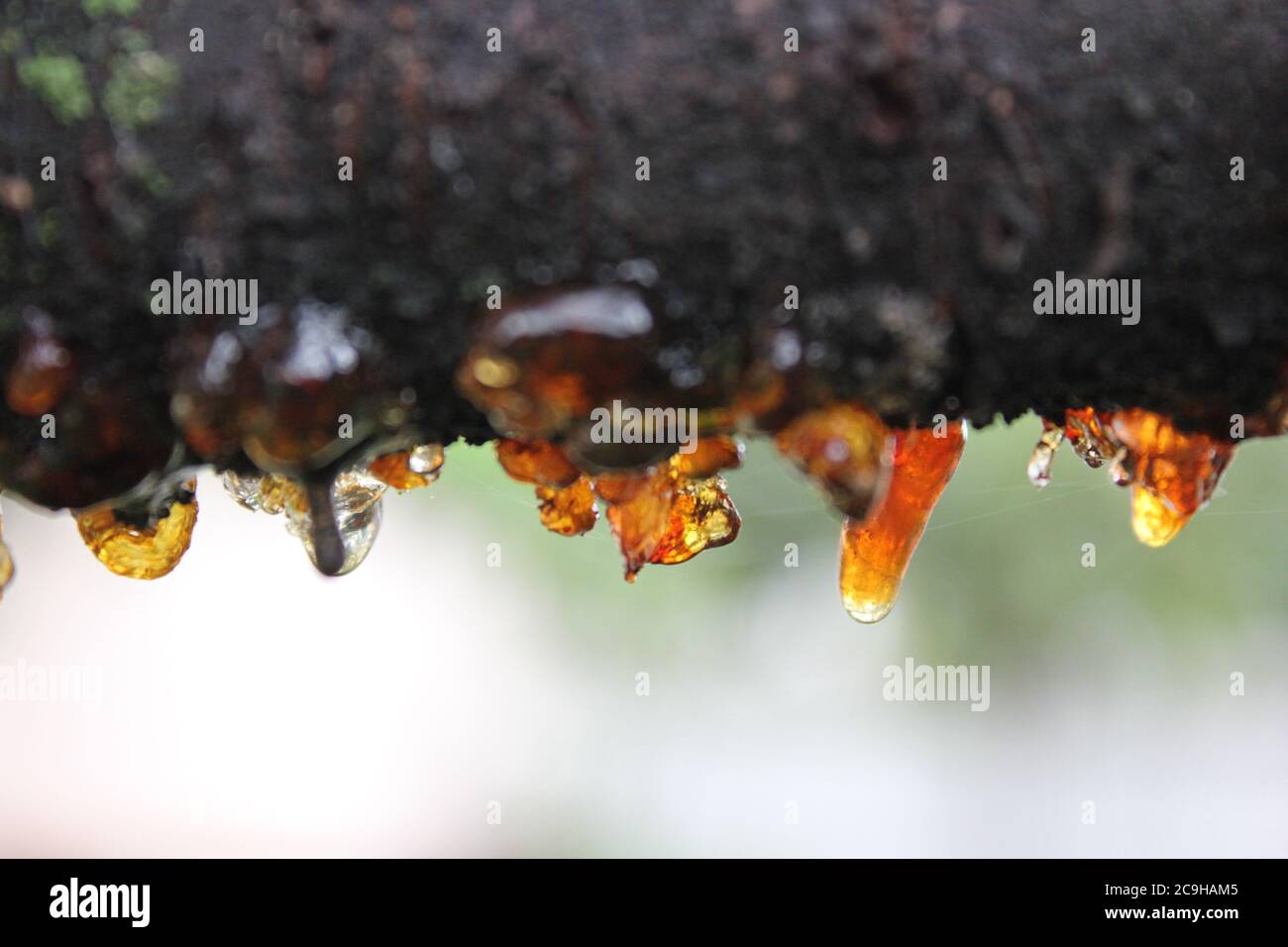 Organic gummosis, Cytospora, Leucostoma canker, living on a cherry tree ...
