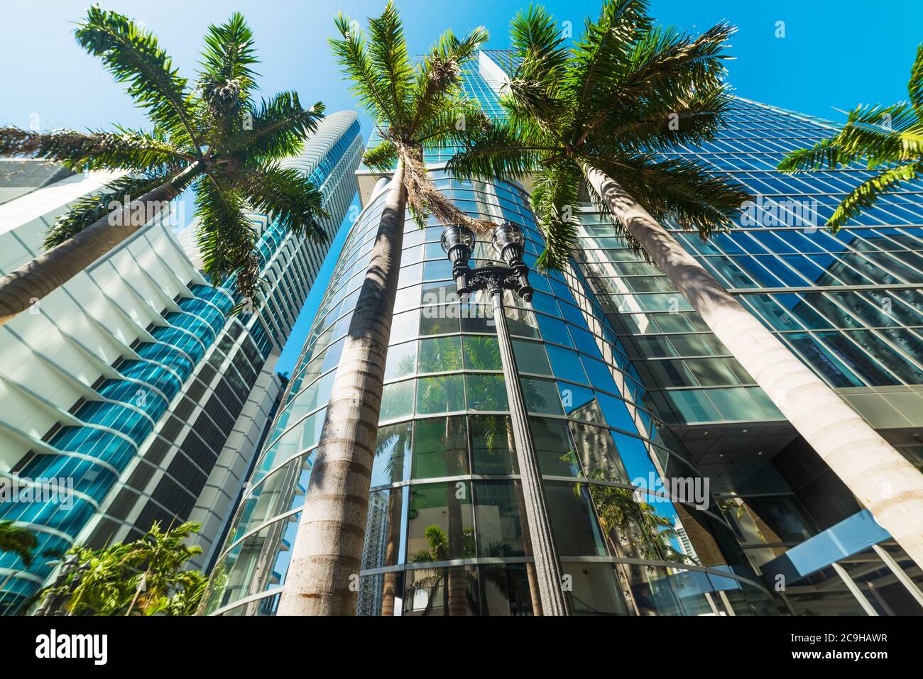 Palm trees and skyscrapers in downtown Miami. Southern Florida, USA ...