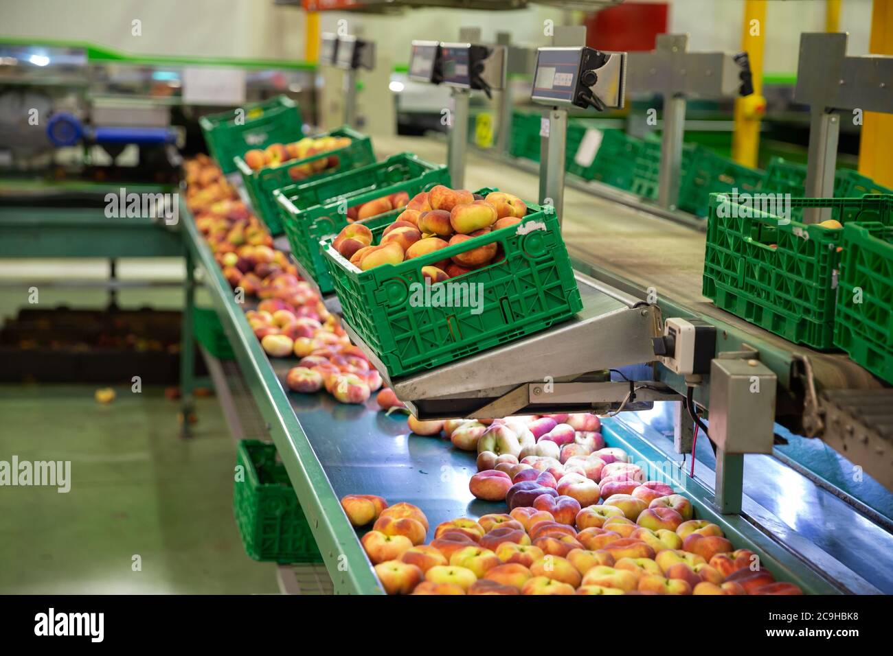 Fresh peaches on conveyor of modern tech production sorting line at ...