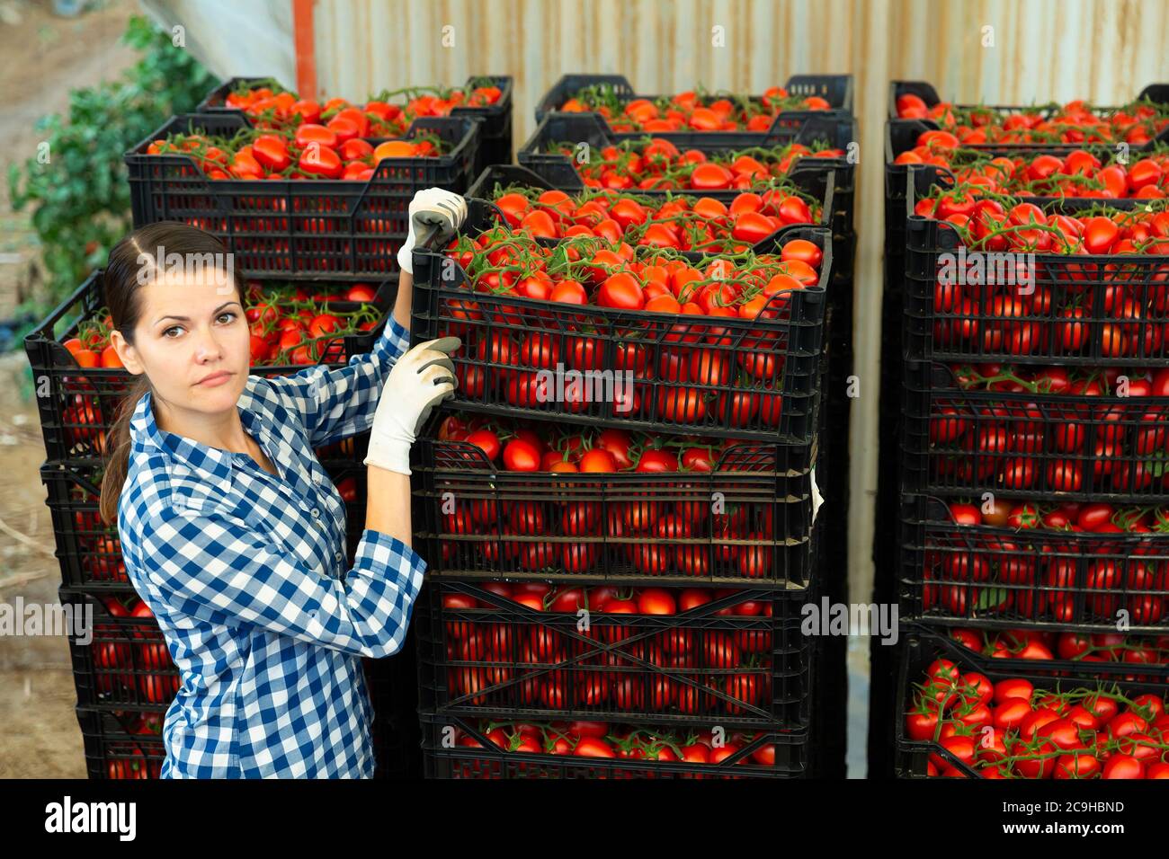 Female farmer stacks boxes with ripe tomatoes in the backyard of the ...