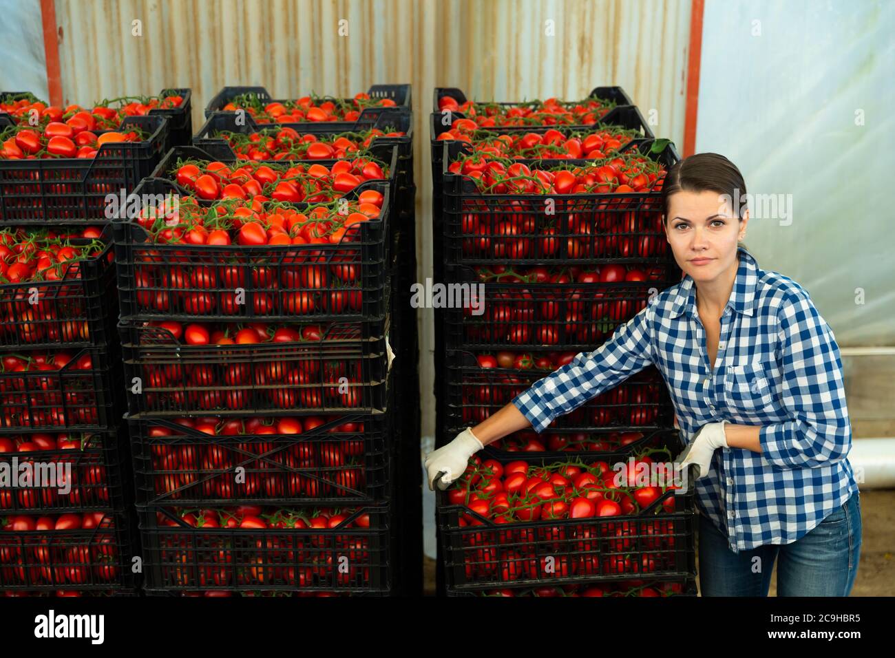 Female farmer stacks boxes with ripe tomatoes in the backyard of the ...