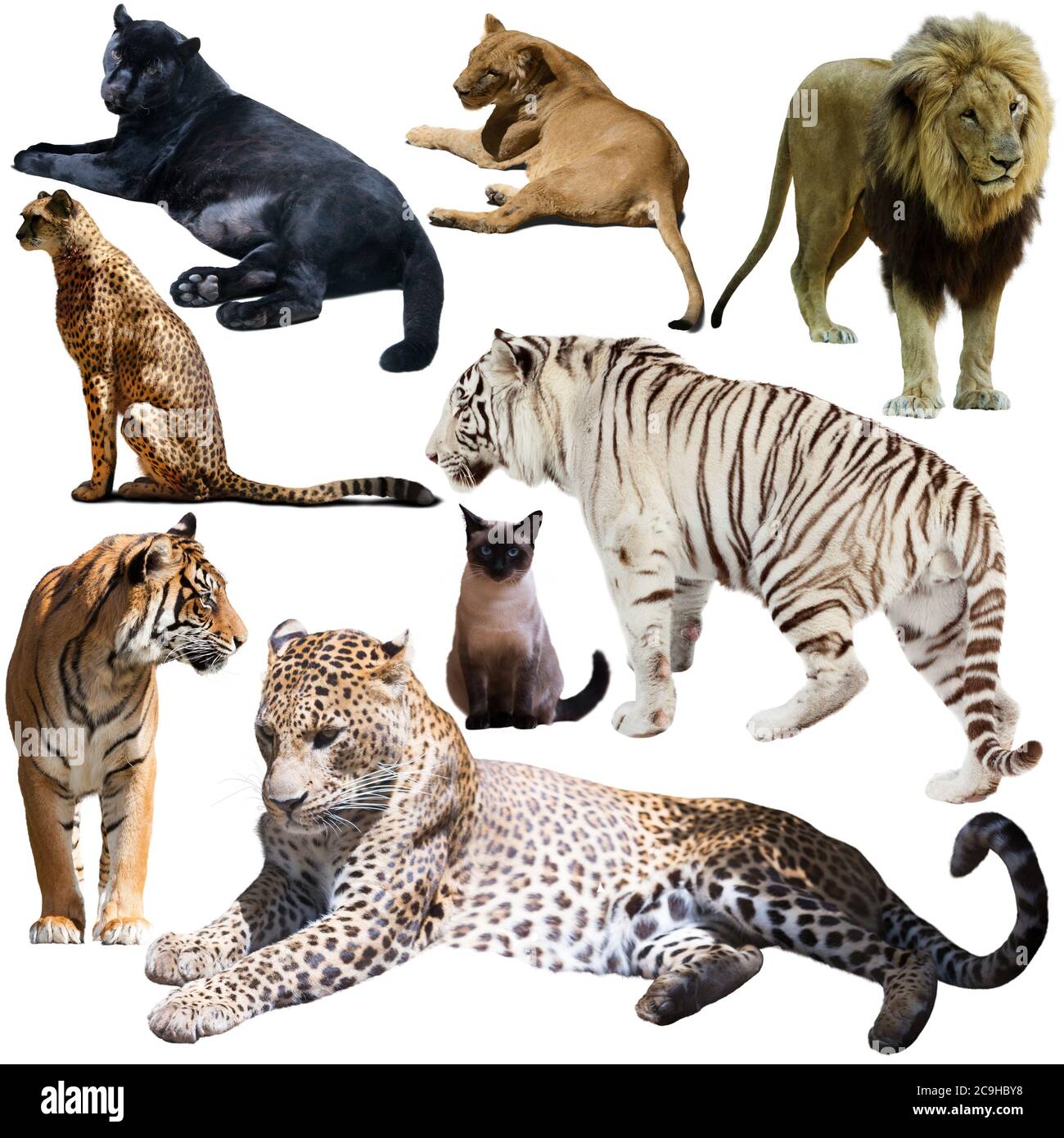 Collage of different domestic and wild cats on white background Stock ...