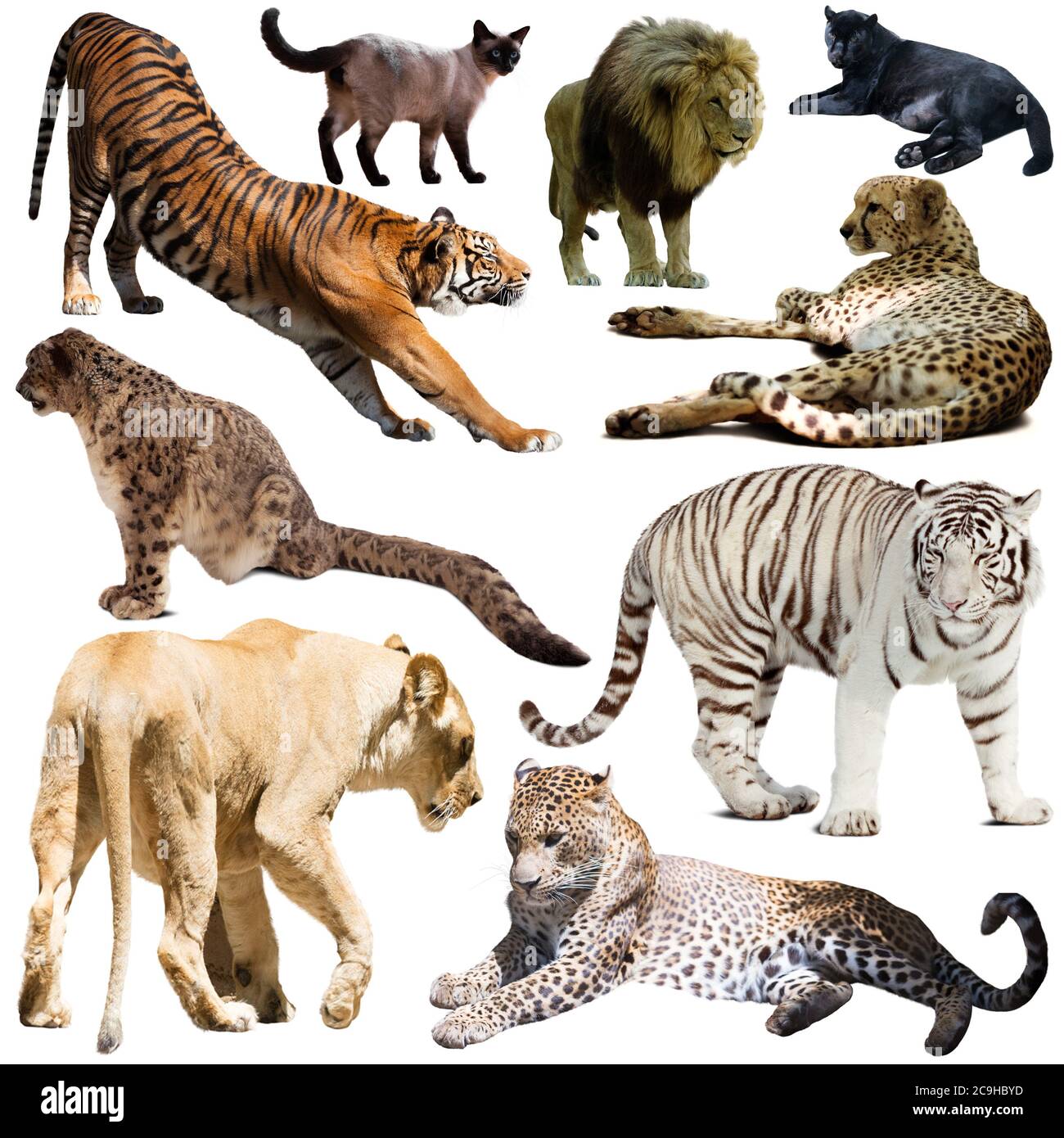 Collage with feline wild mammals on a white background closeup Stock ...