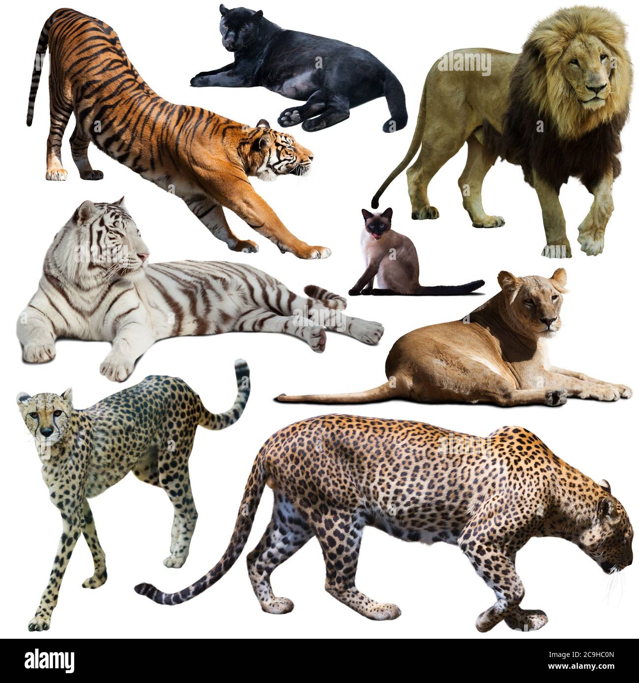 Set of various feline species, predators and domestic cats isolated on ...