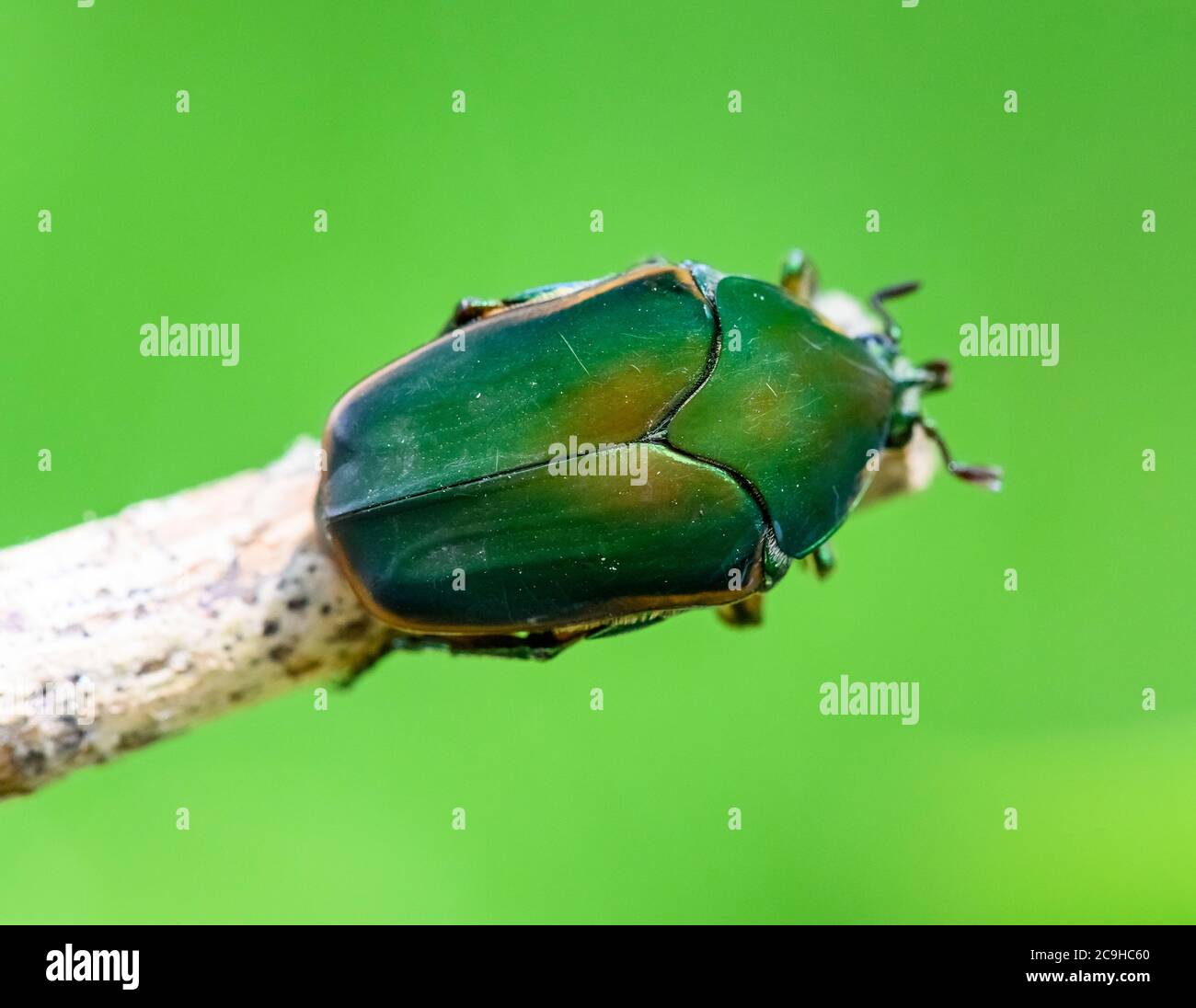 Close up of a colorful Green June Beetle (Cotinis nitida) on a twig . Texas, USA Stock Photo - Alamy