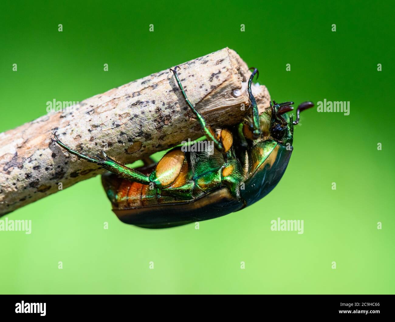 Cotinis nitida hi-res stock photography and images - Alamy