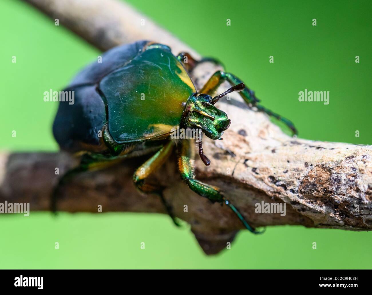 Close up of a colorful Green June Beetle (Cotinis nitida) on a twig ...