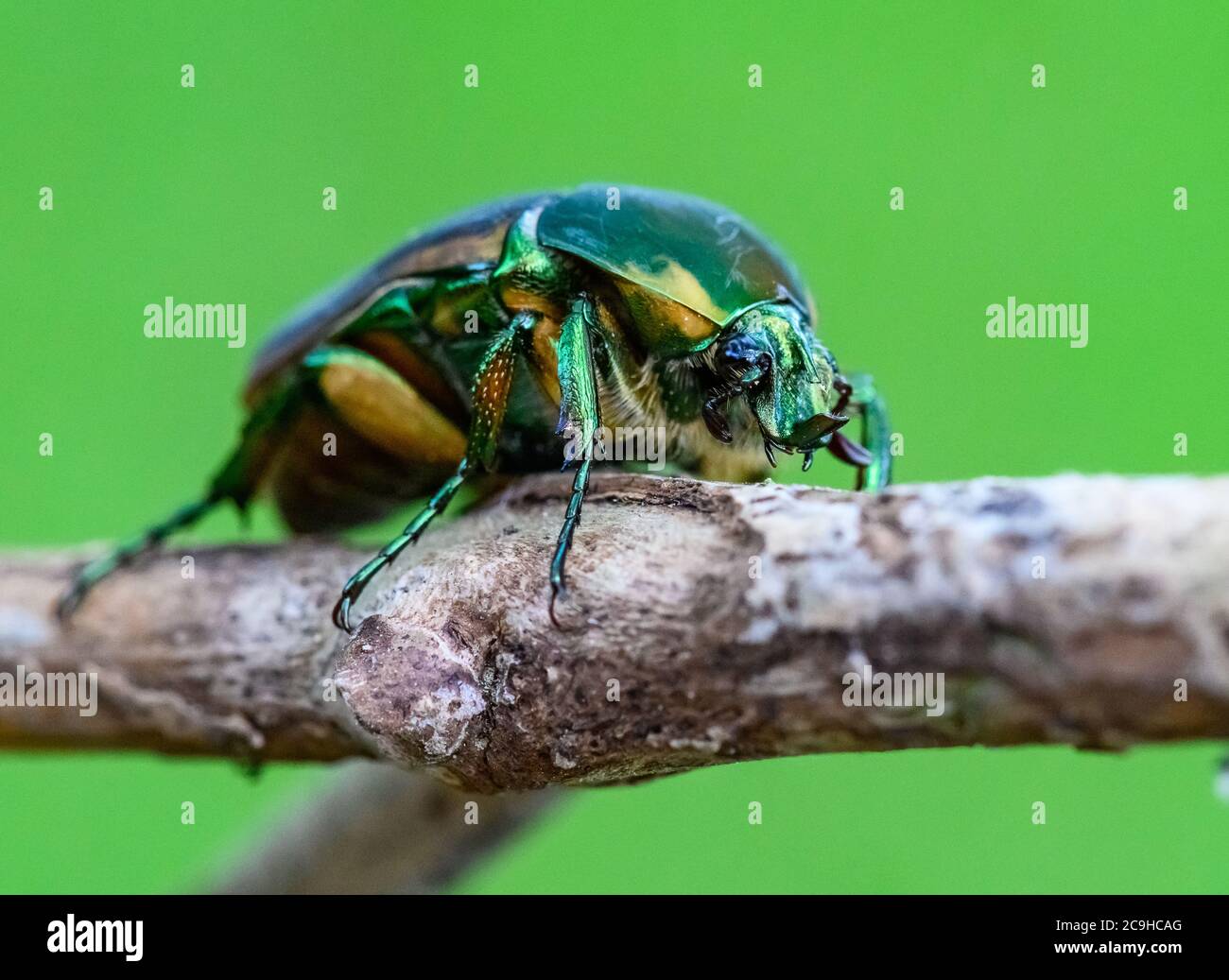 Close up of a colorful Green June Beetle (Cotinis nitida) on a twig ...