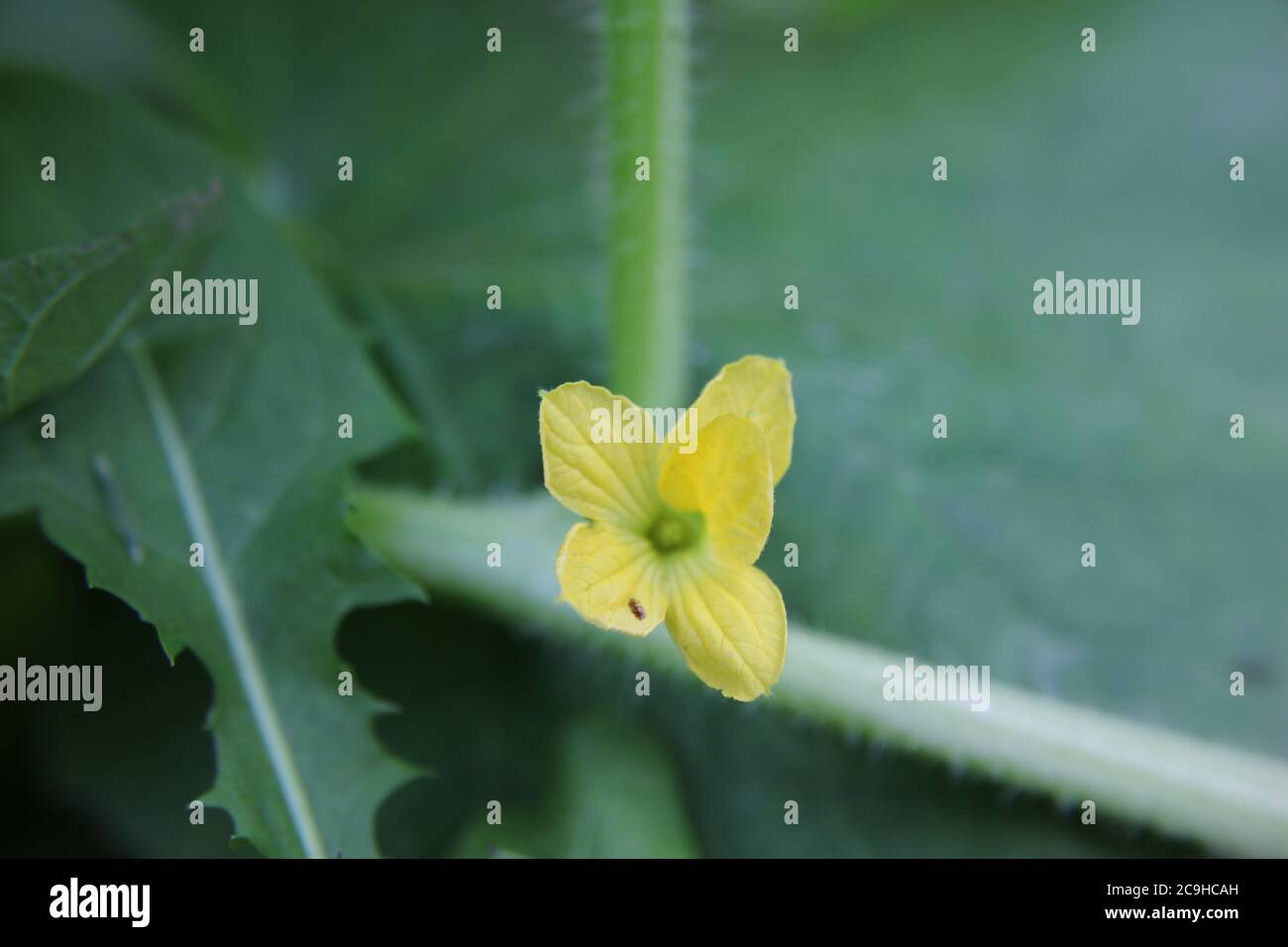 Organic cantaloupe, sweet melon, rockmelon, spanspek urban gardening in ...