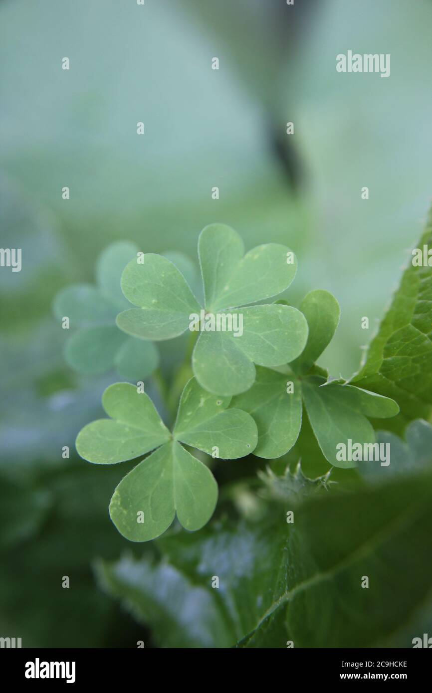 Patch greenery hi-res stock photography and images - Alamy