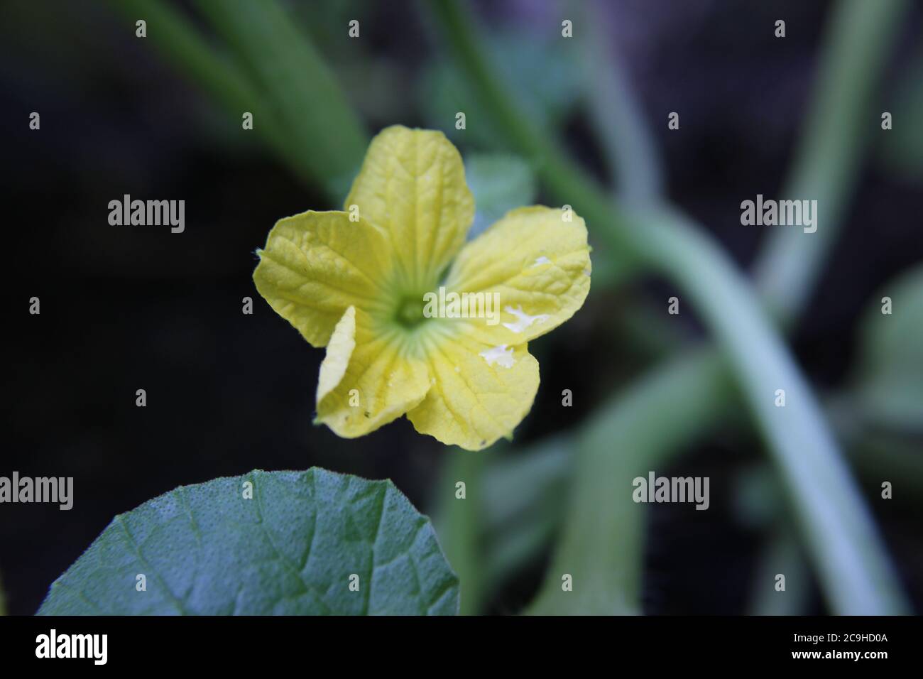 Organic cantaloupe, sweet melon, rockmelon, spanspek urban gardening in ...
