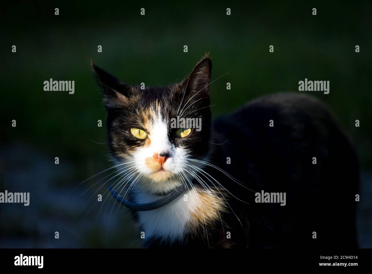 Portrait of a female cat Stock Photo - Alamy