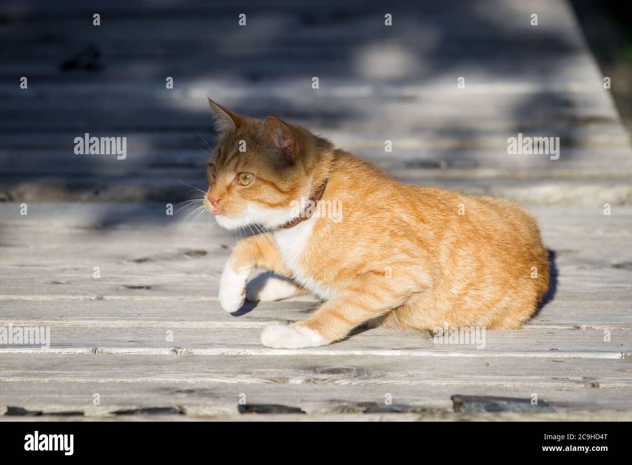 Red tabby tom-cat lying on a veranda Stock Photo - Alamy