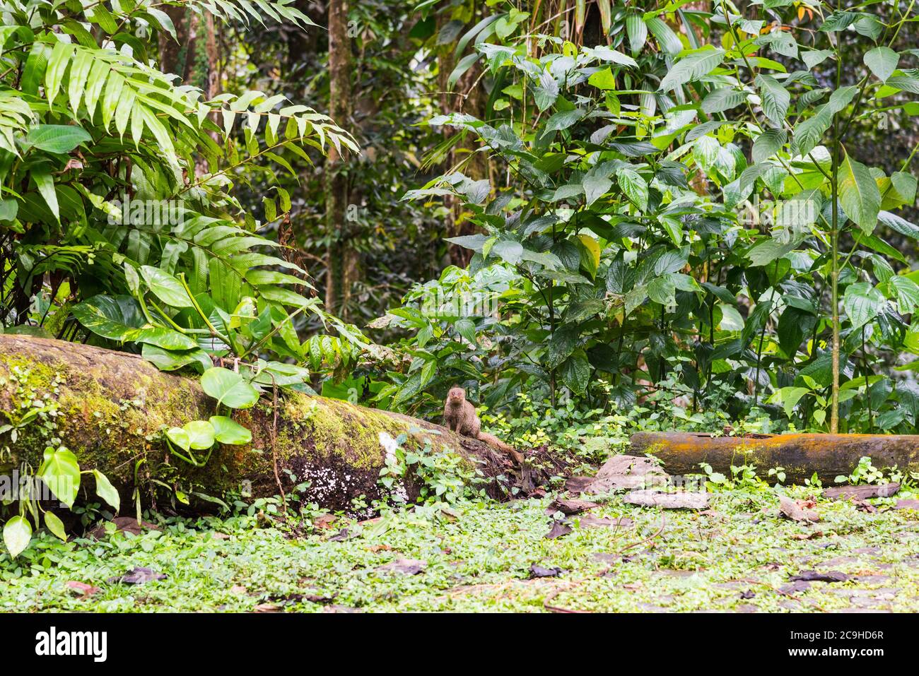 Indian grey Mongoose in Basse Terre jungle, Guadeloupe. Lesser Antilles ...