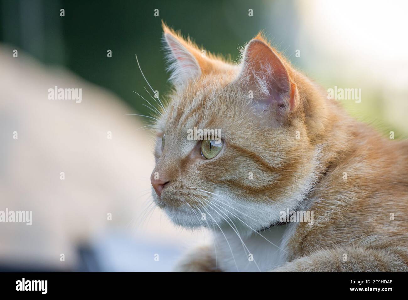 Head portrait of a red tabby tom-cat Stock Photo - Alamy