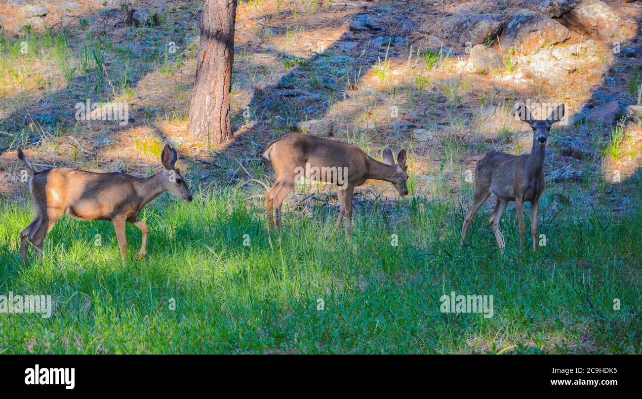 Doe Mule Deer grazing in Kaibab National Forest, Arizona Stock Photo ...