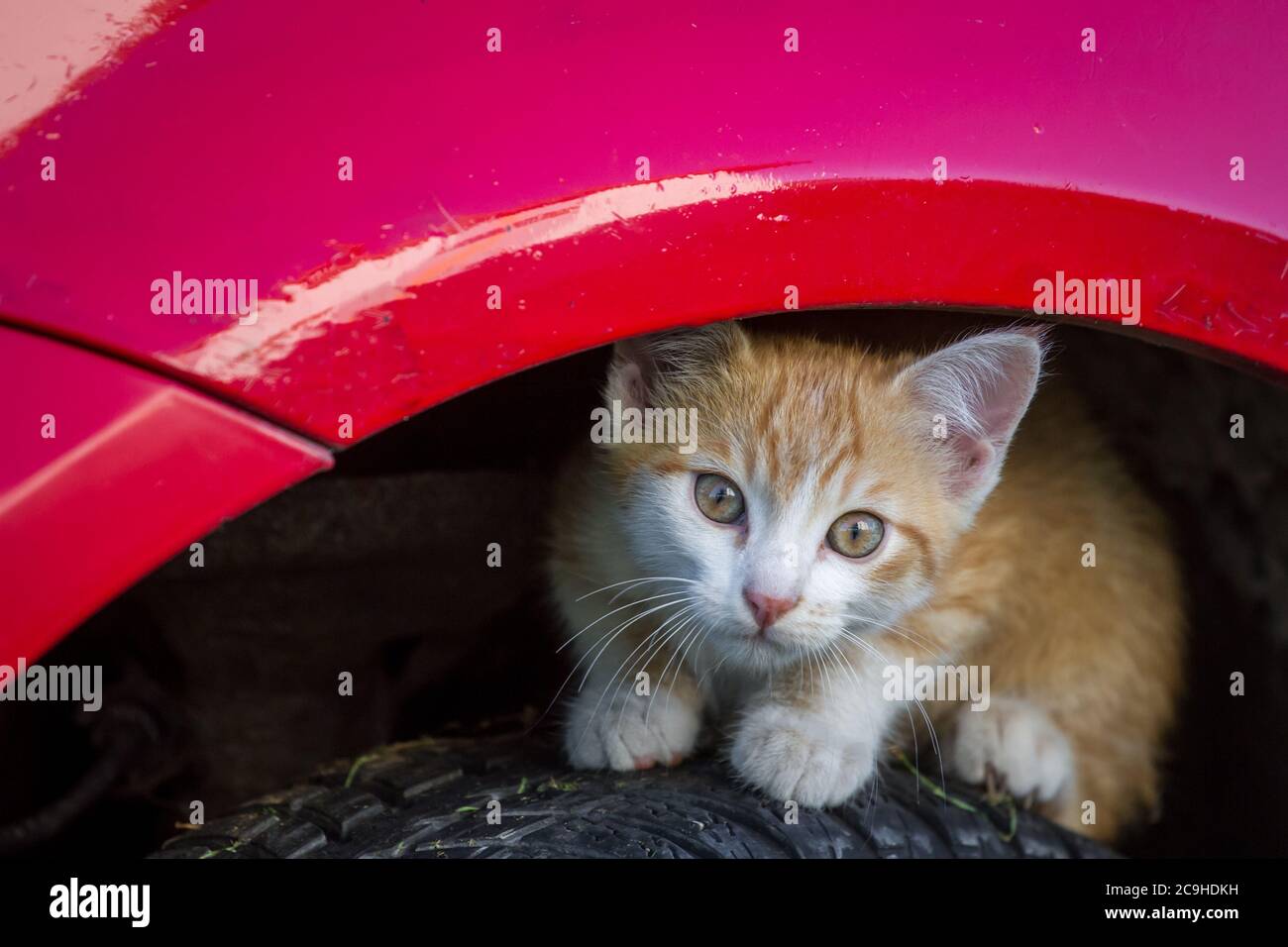 Red tabby tom-cat kitten sitting on the wheel of a car Stock Photo - Alamy
