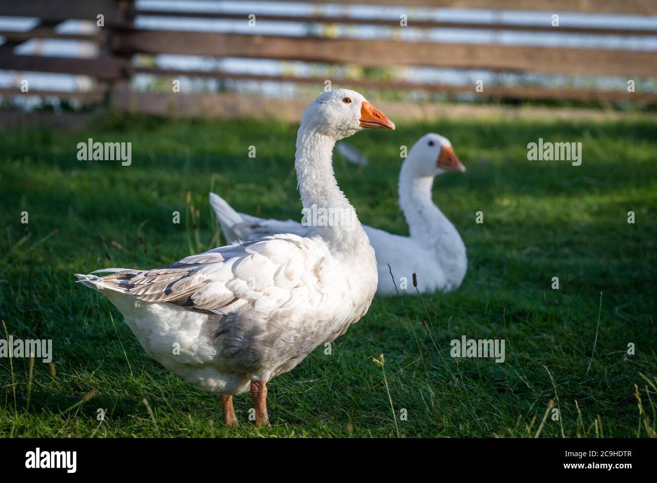 Geese of the goose breed "Österreichische Landgans", a critically ...