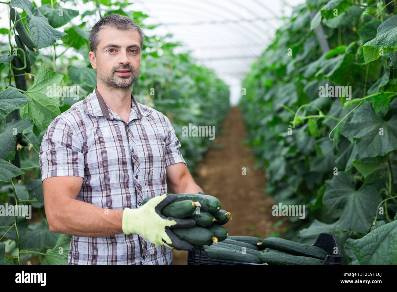 Pick cucumbers in greenhouse hi-res stock photography and images - Alamy