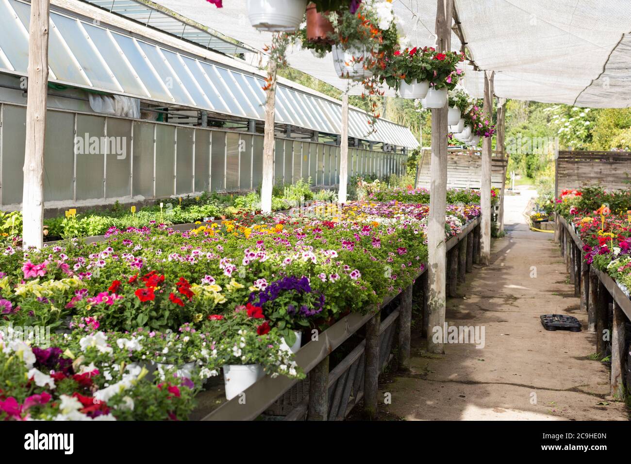 View of different bloomy flowers growing in greenhouse Stock Photo - Alamy
