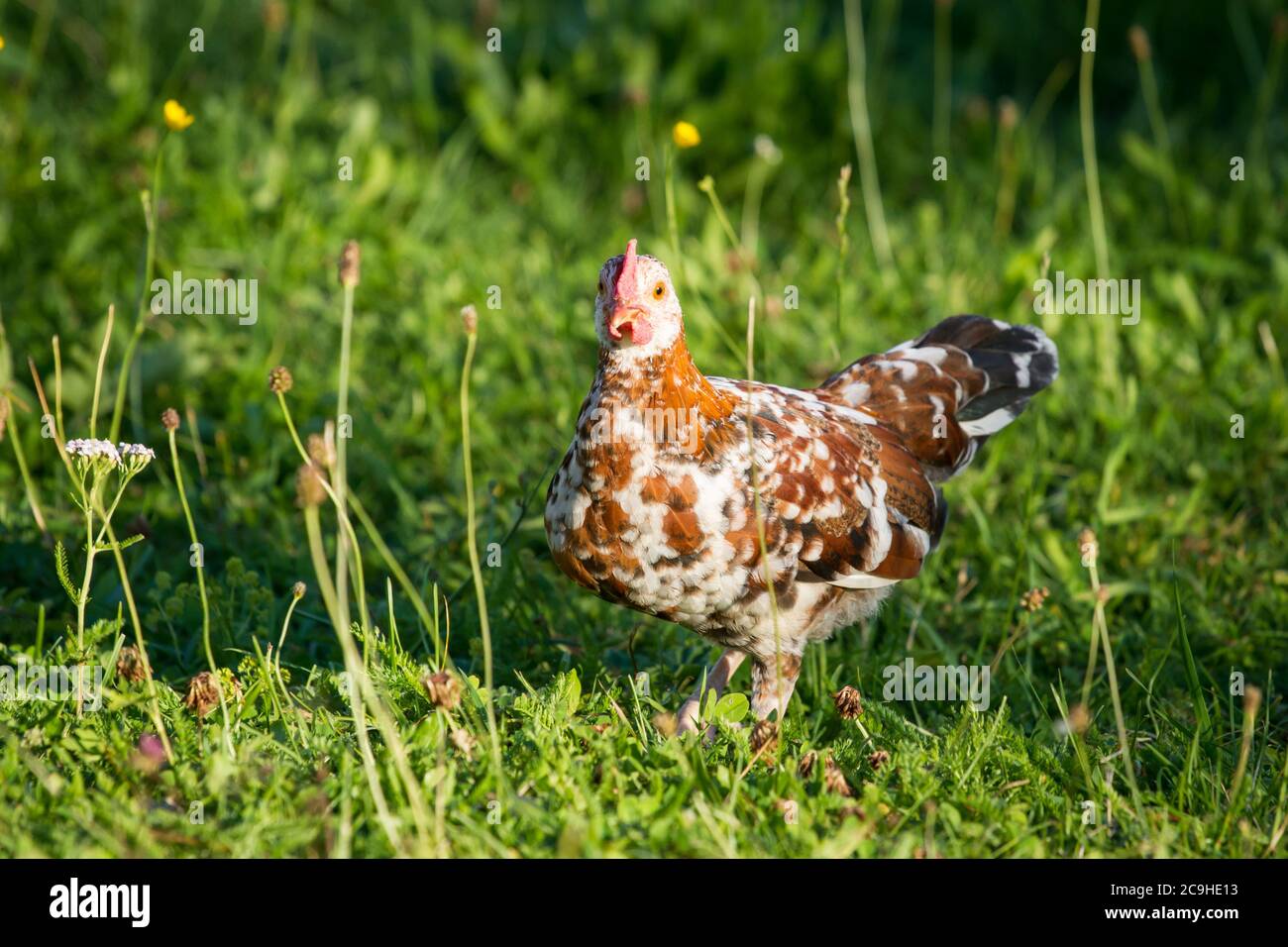 Colorful young chicken rooster of the breed "Stoapiperl", an endangered ...