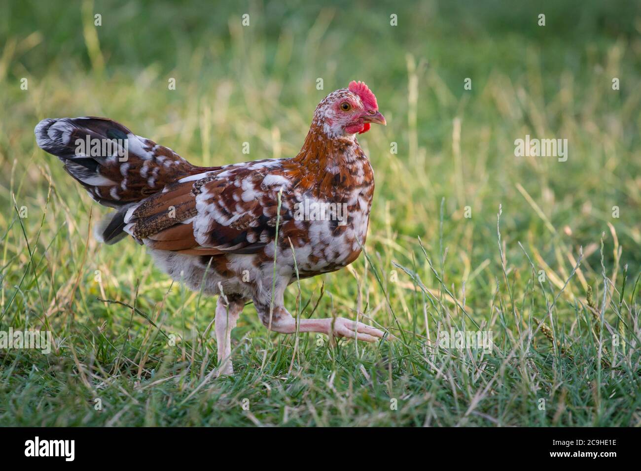 Colorful young chicken rooster of the breed "Stoapiperl", an endangered ...