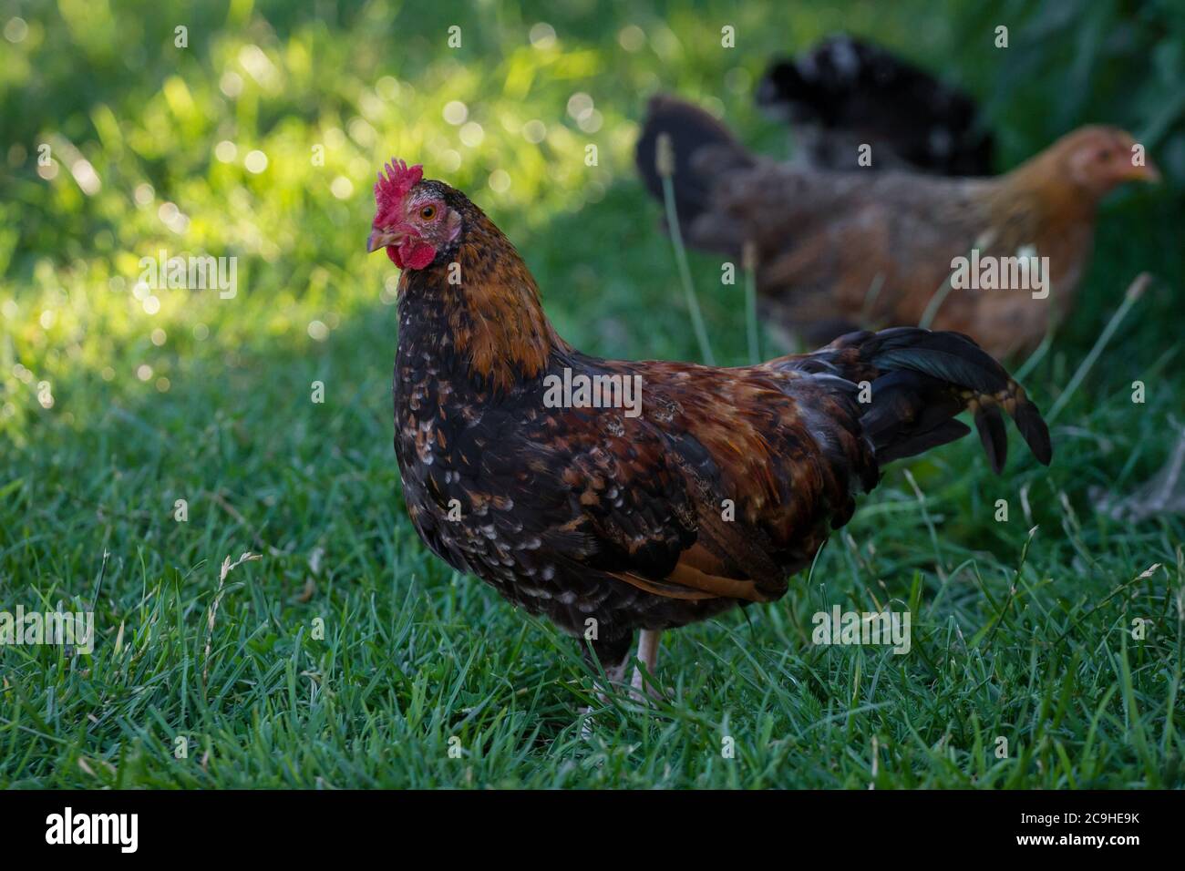 Colorful young chicken rooster of the breed "Stoapiperl", an endangered ...