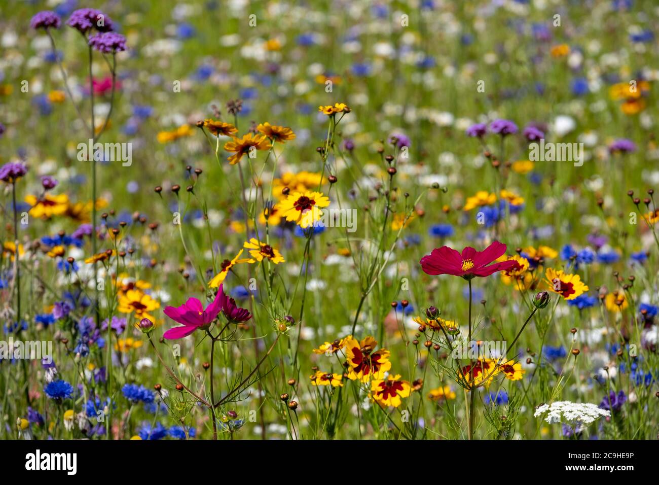 Savill building surrey hi-res stock photography and images - Alamy