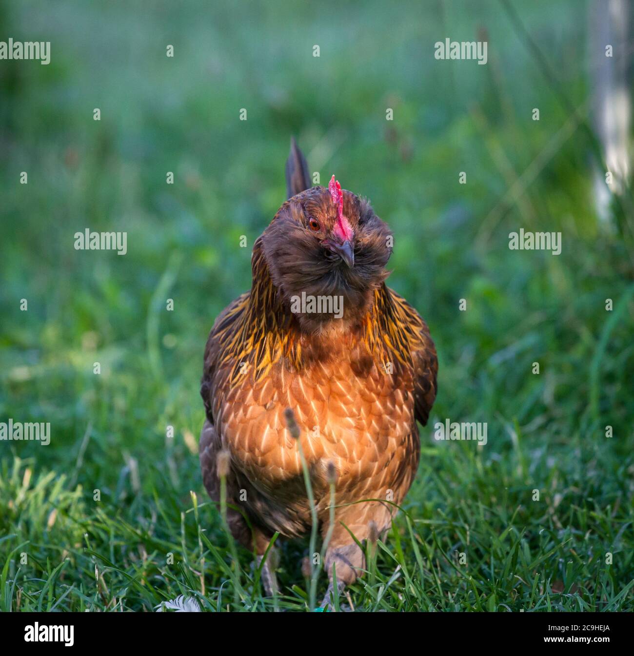 Bantam Thuringian Bearded Chicken hen (Thüringer Zwerg-Barthuhn), a ...