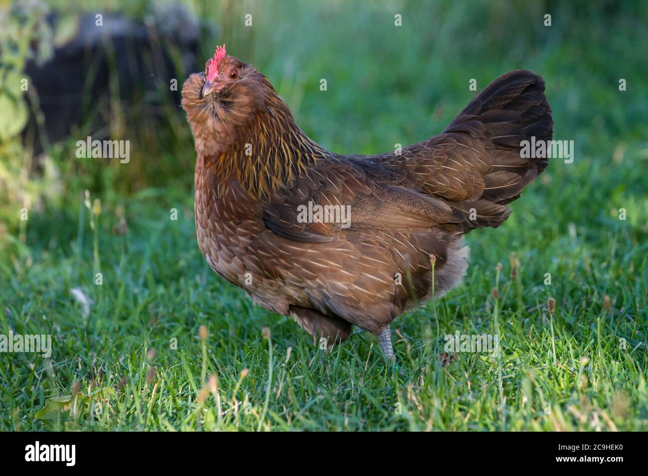 Chicken Breed Images