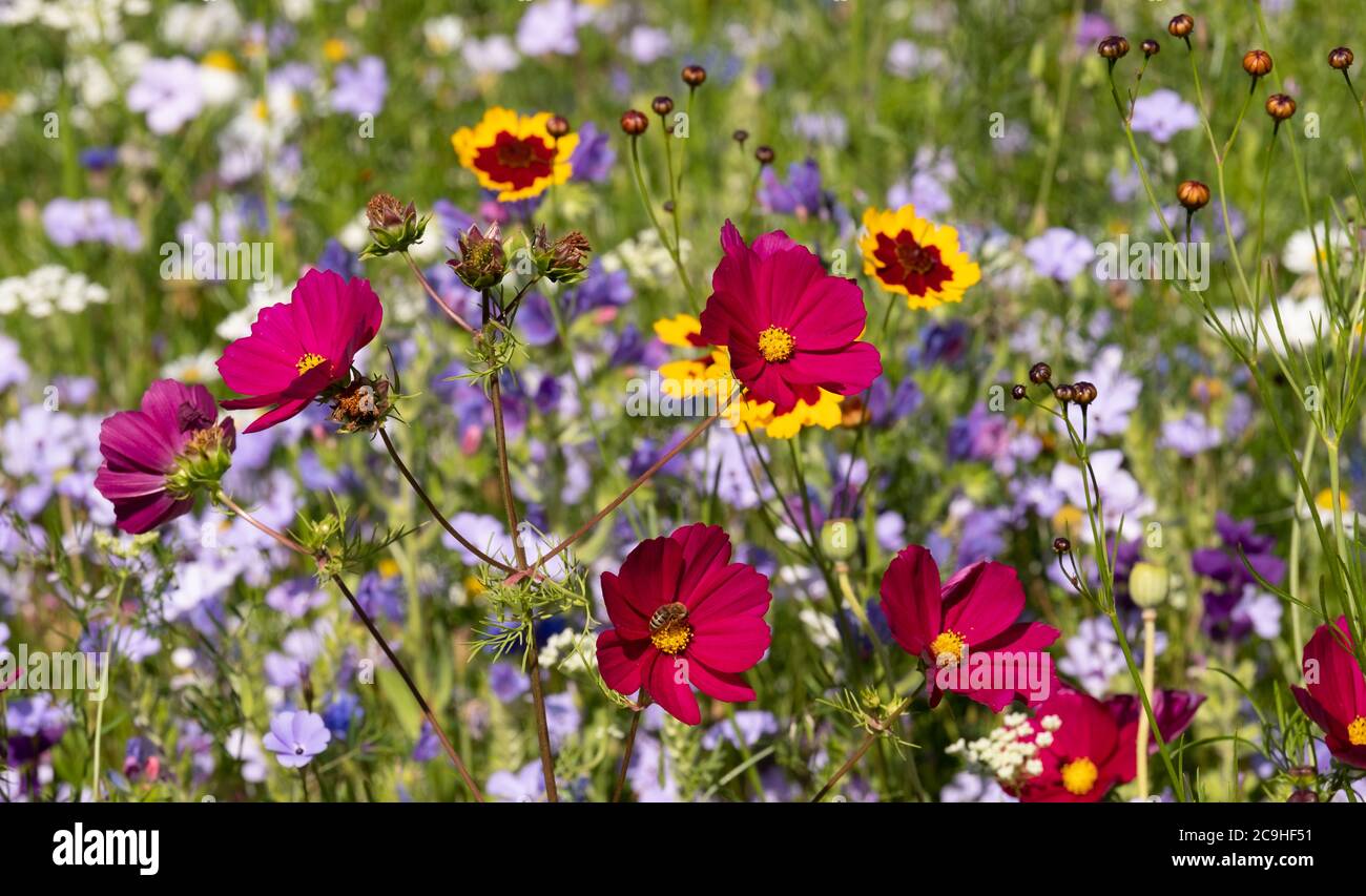 Savill Building High Resolution Stock Photography and Images - Alamy
