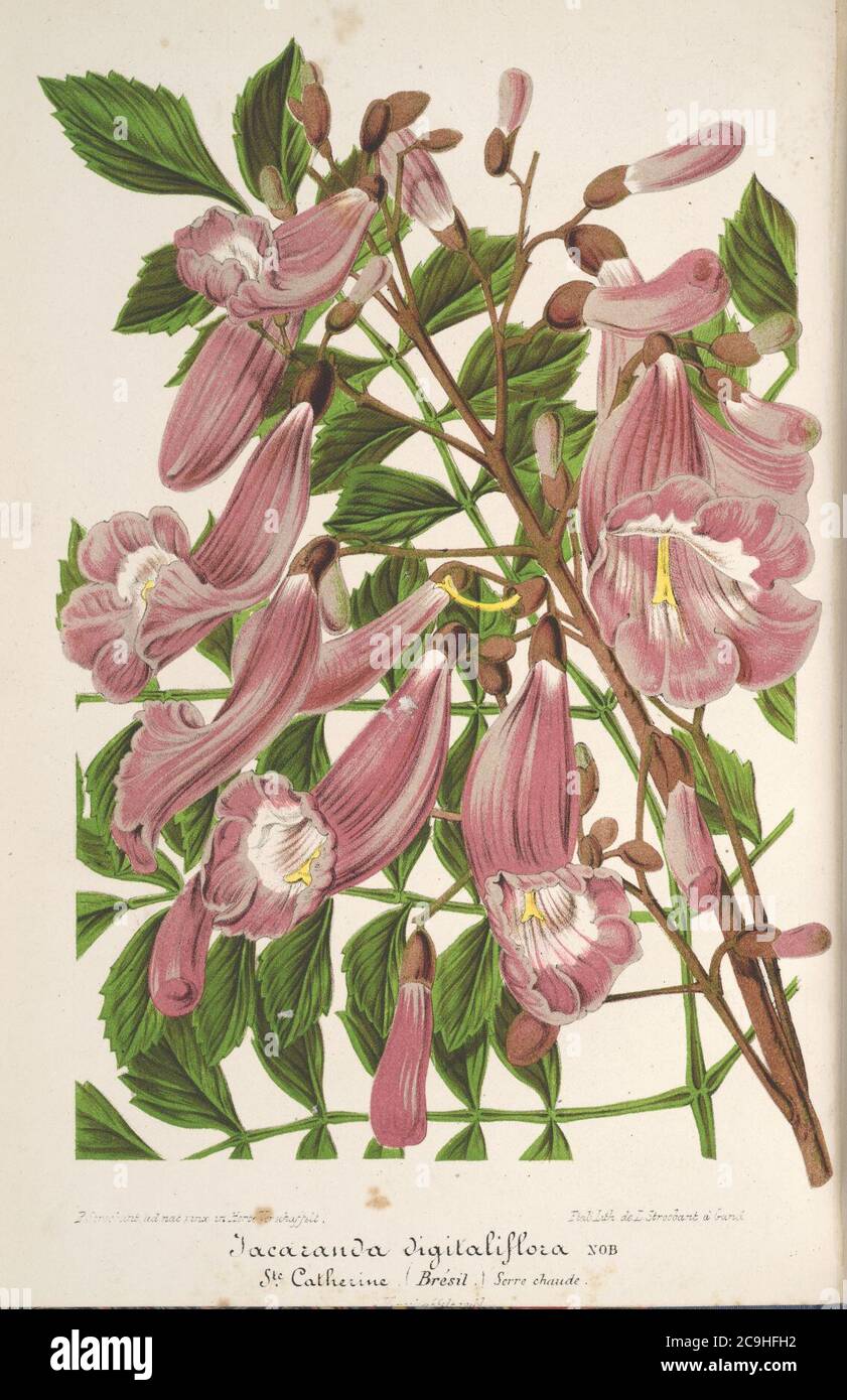 Jacaranda puberula hi-res stock photography and images - Alamy