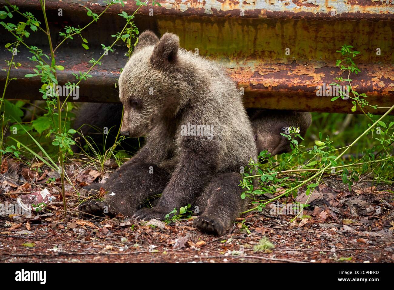 Brown bear cub by the roadside Stock Photo - Alamy