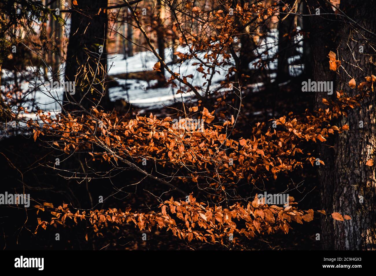 Lights on leaves hi-res stock photography and images - Alamy