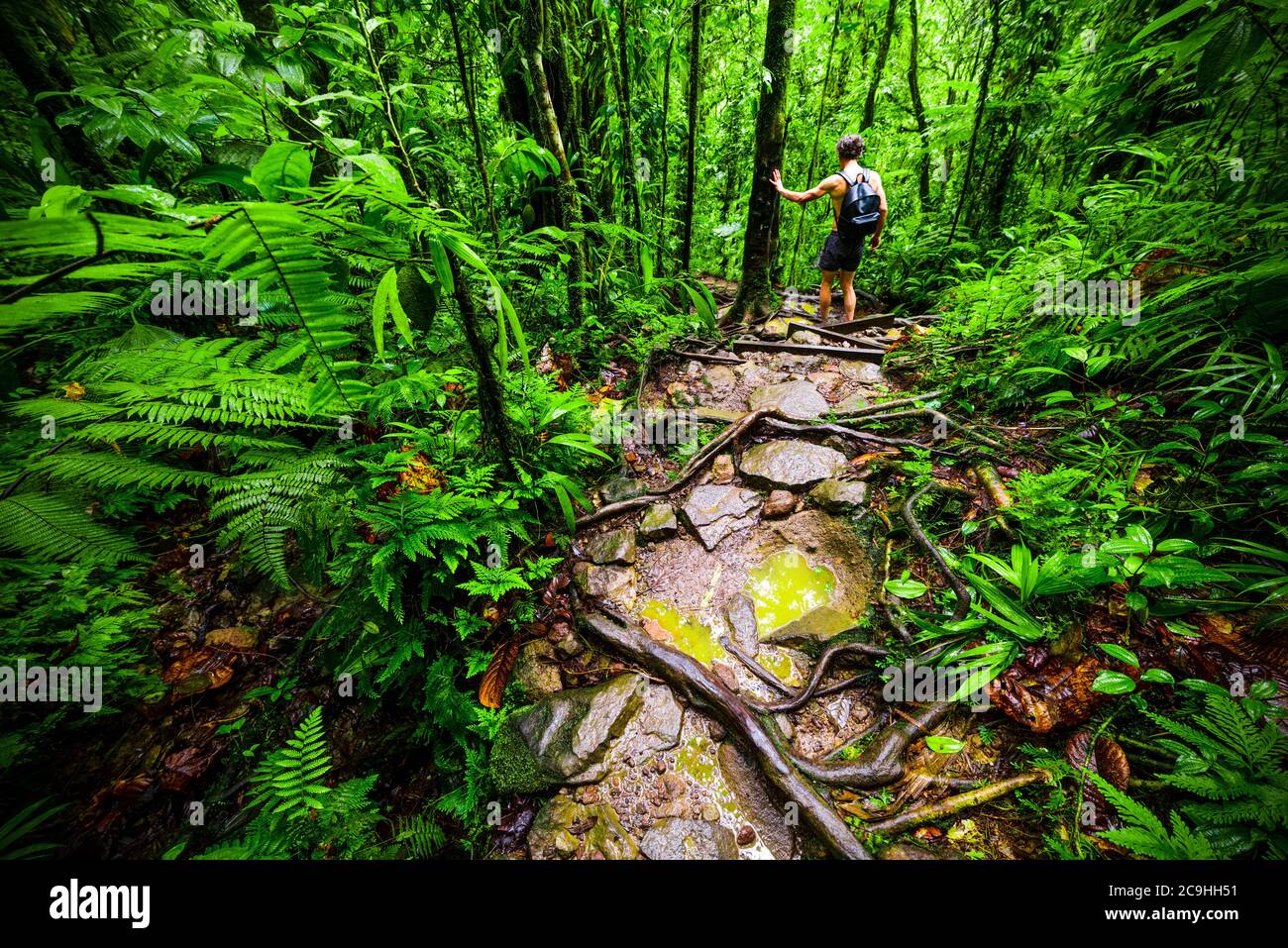 Man exploring the jungle in Guadeloupe, French west indies. Lesser ...