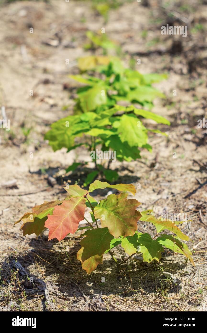Red Oak Sapling