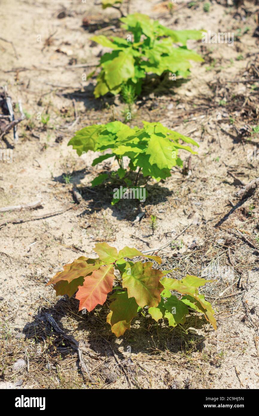 Seedlings of Quercus rubra, the northern red oak in the forest Stock ...
