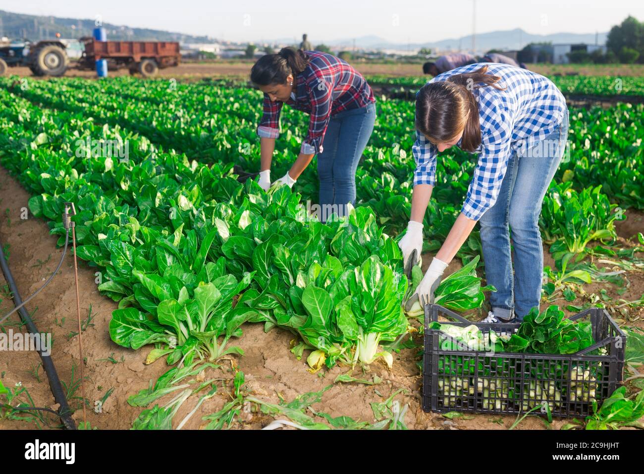 Hired female worker collects fresh green chard on farm field Stock ...