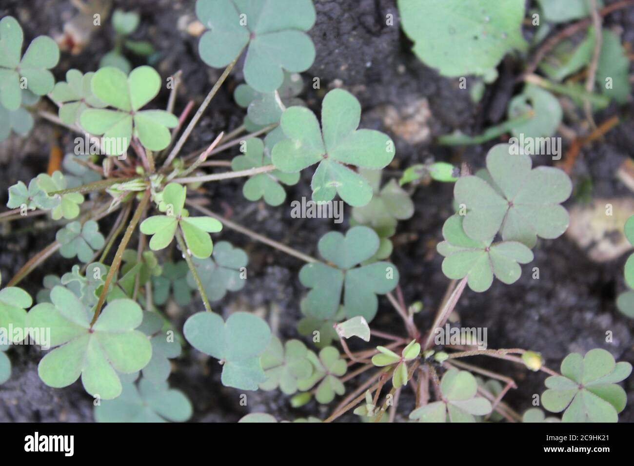 Legendary green clover plant growing in the backyard Stock Photo - Alamy