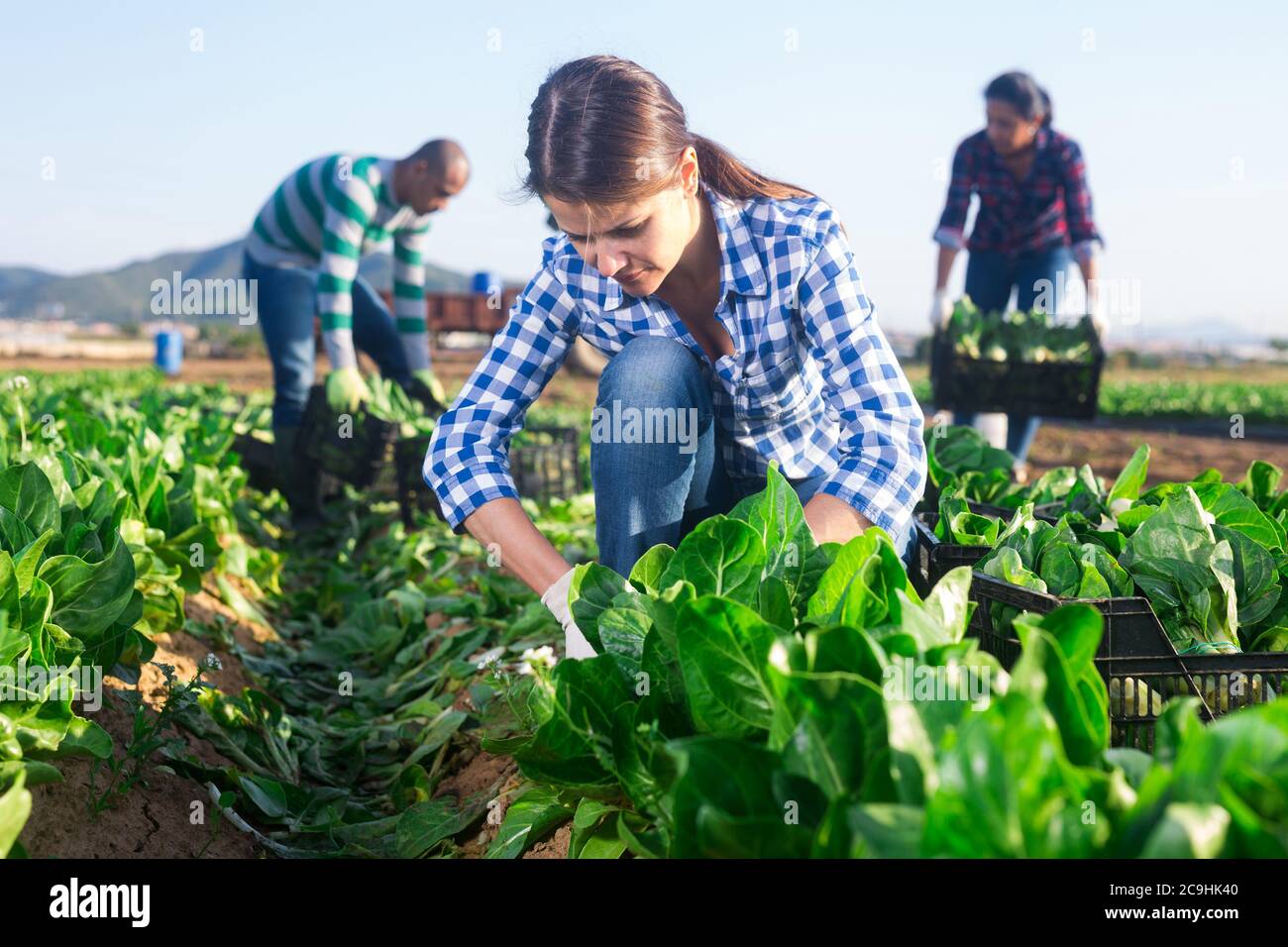 Hired female worker collects fresh green chard on farm field Stock ...