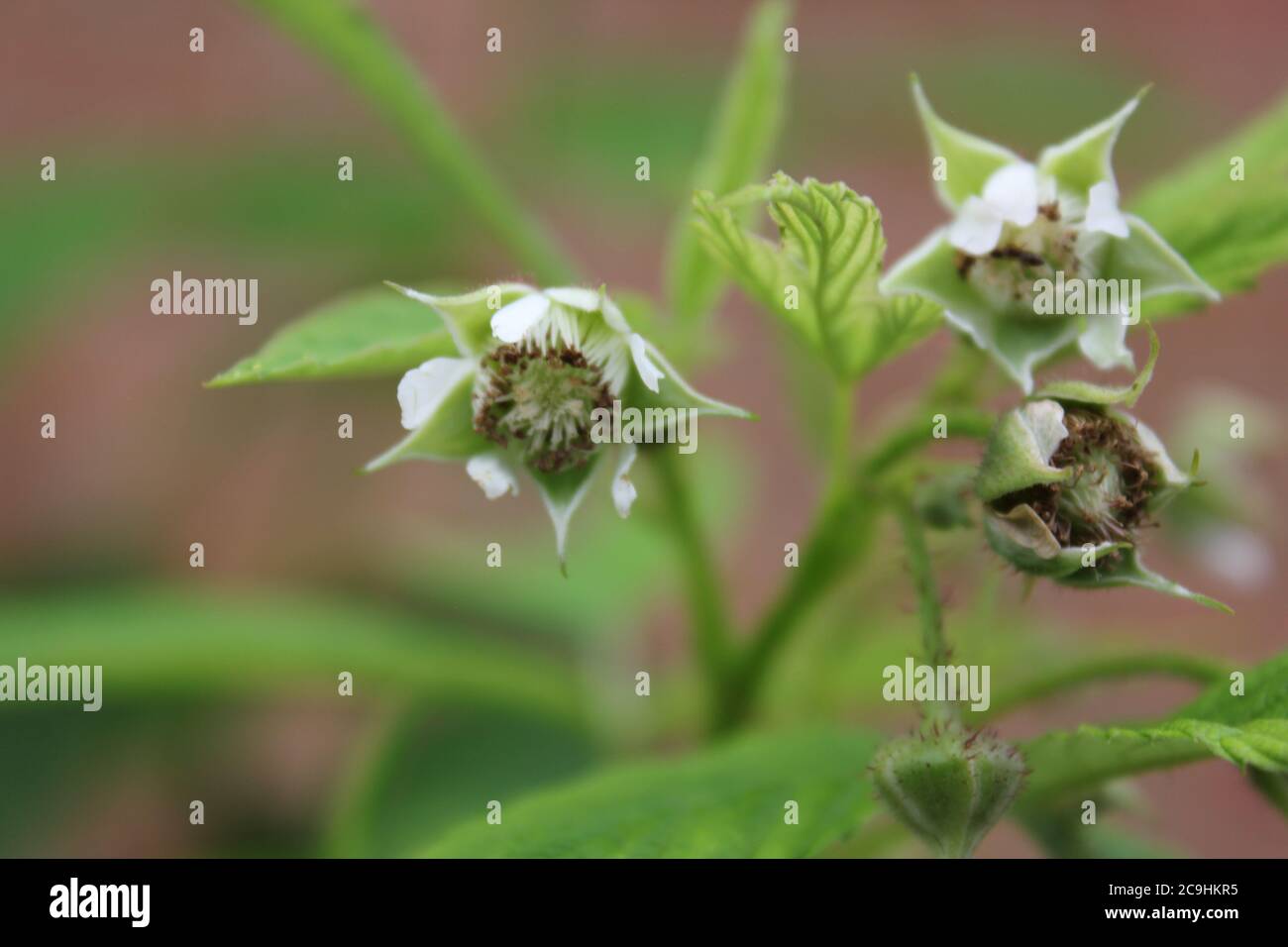 Closeup of raspberry bush flowers growing in the backyard Stock Photo ...