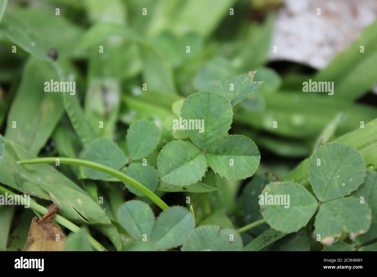 Legendary green clover plant growing in the backyard Stock Photo - Alamy