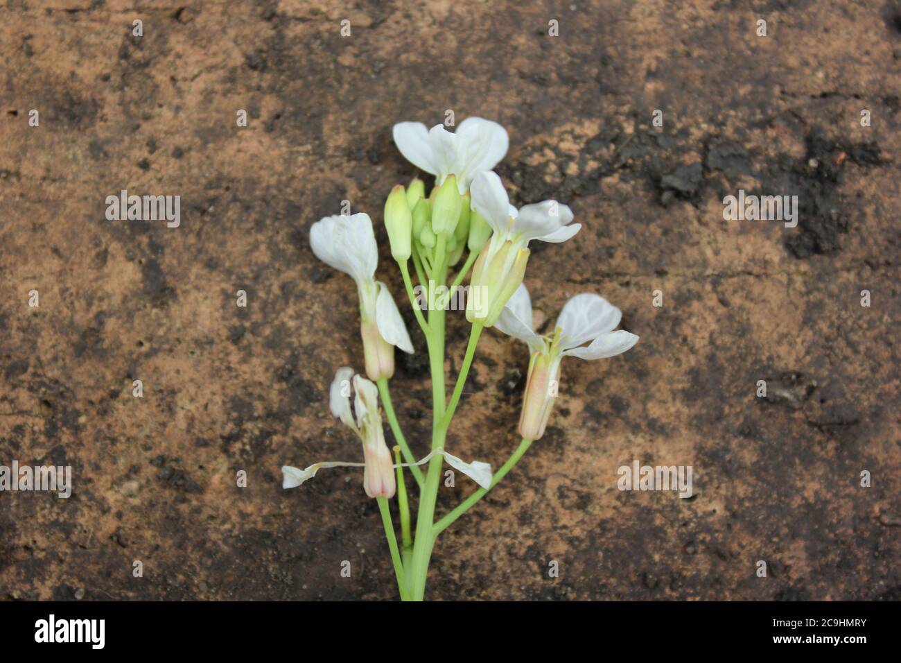 White charlock hi-res stock photography and images - Alamy