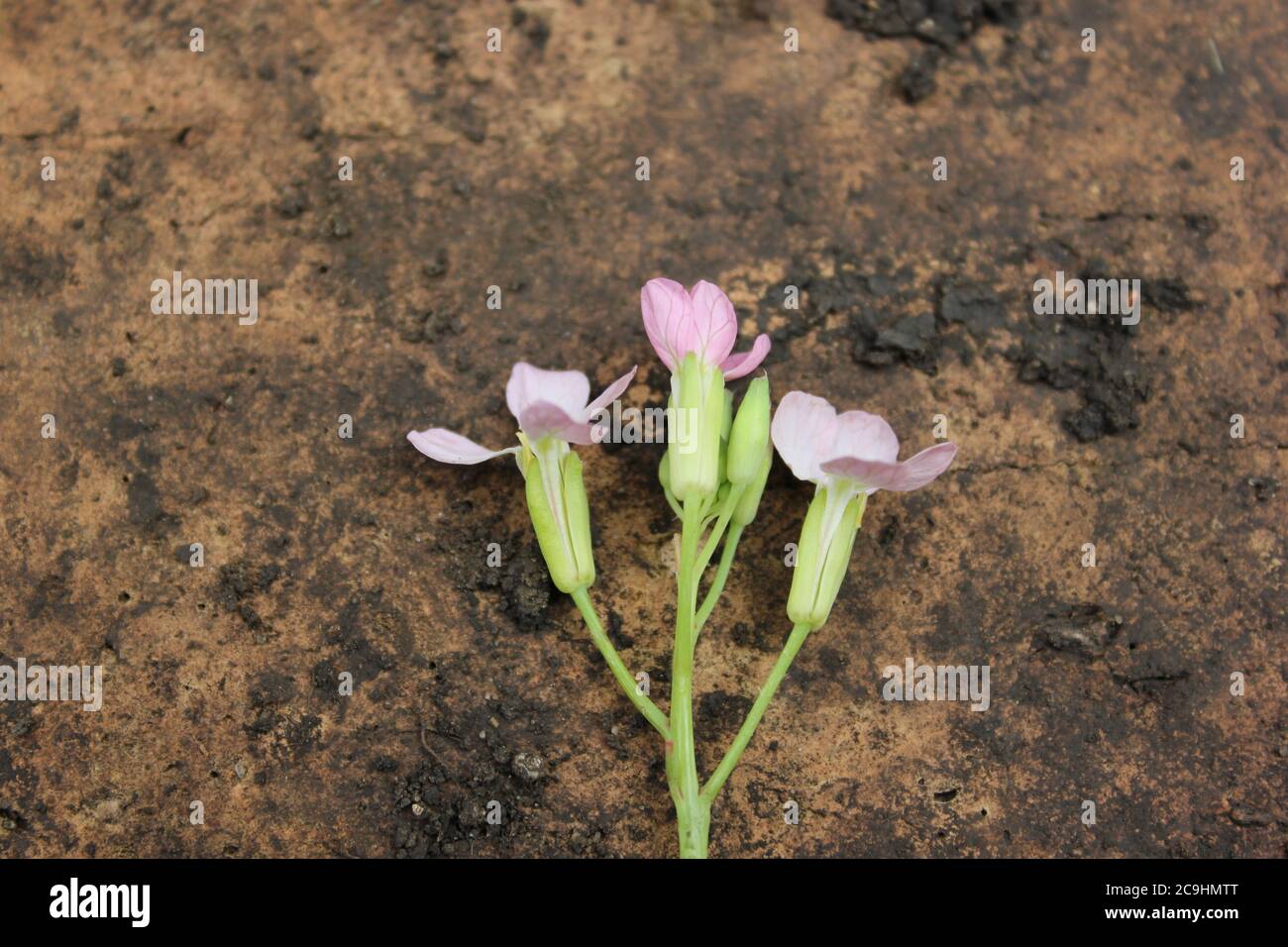 White radish, Raphanus raphanistrum, wild radish, white charlock, or ...