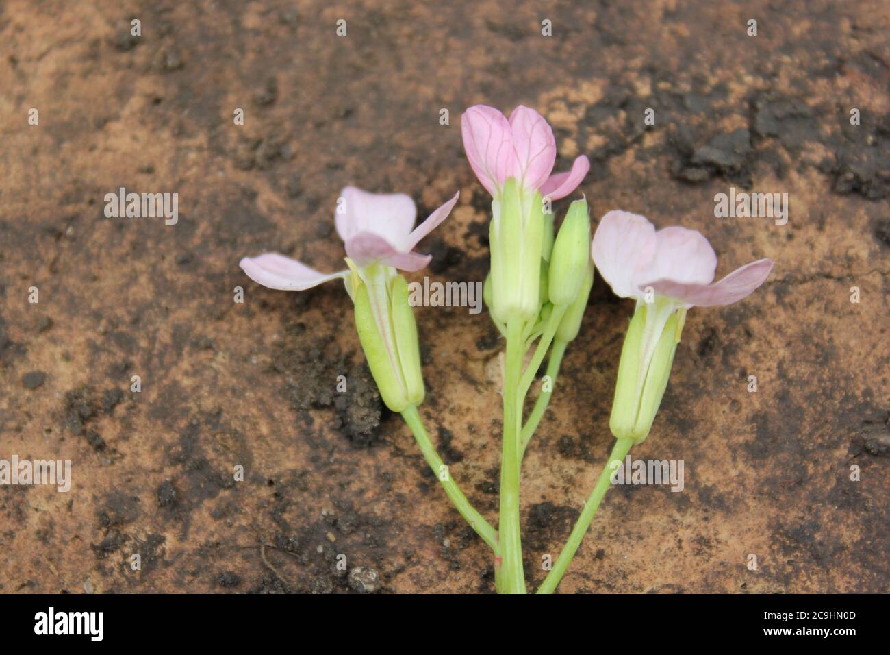 White radish, Raphanus raphanistrum, wild radish, white charlock, or ...