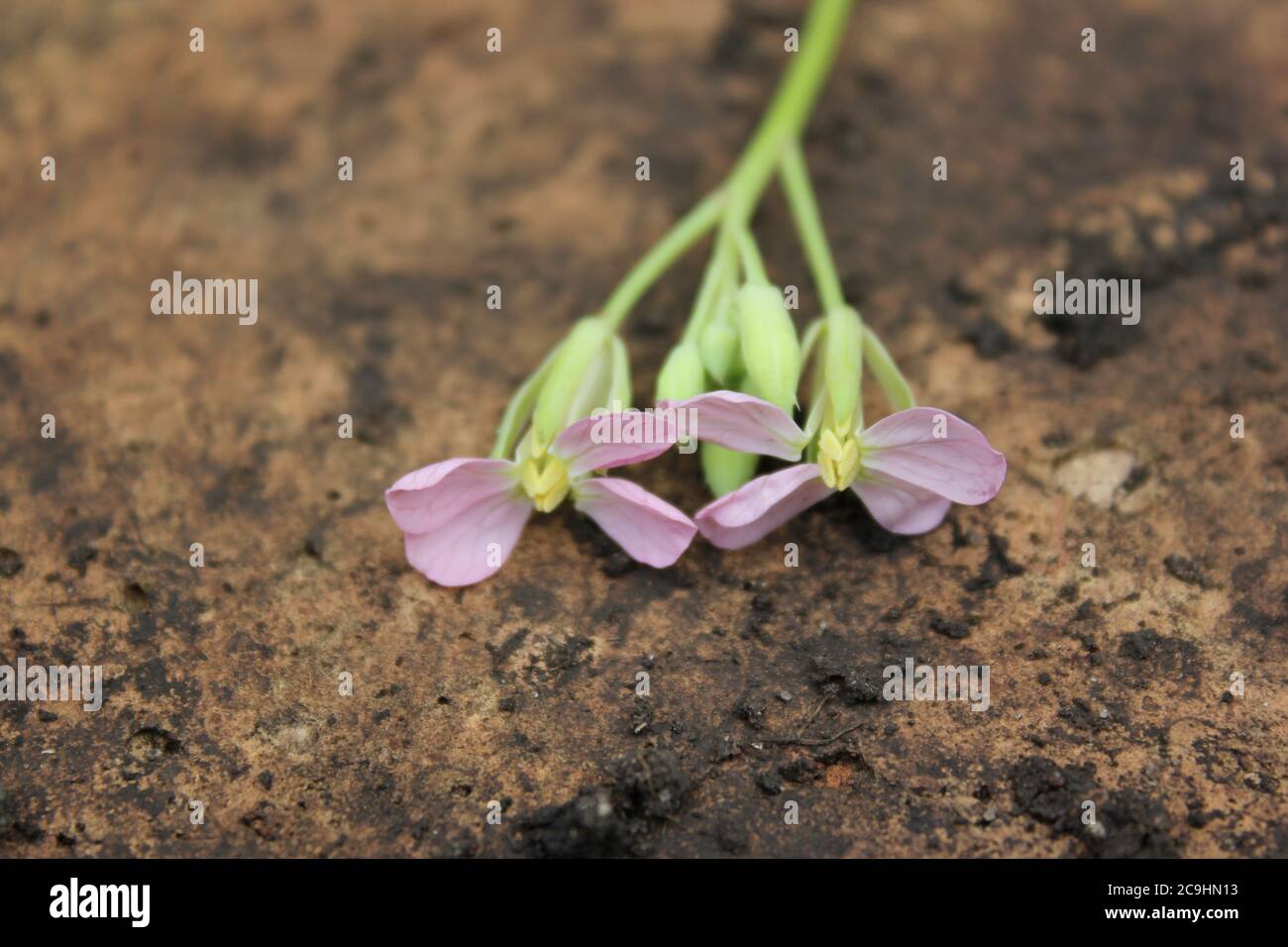 White charlock hi-res stock photography and images - Alamy