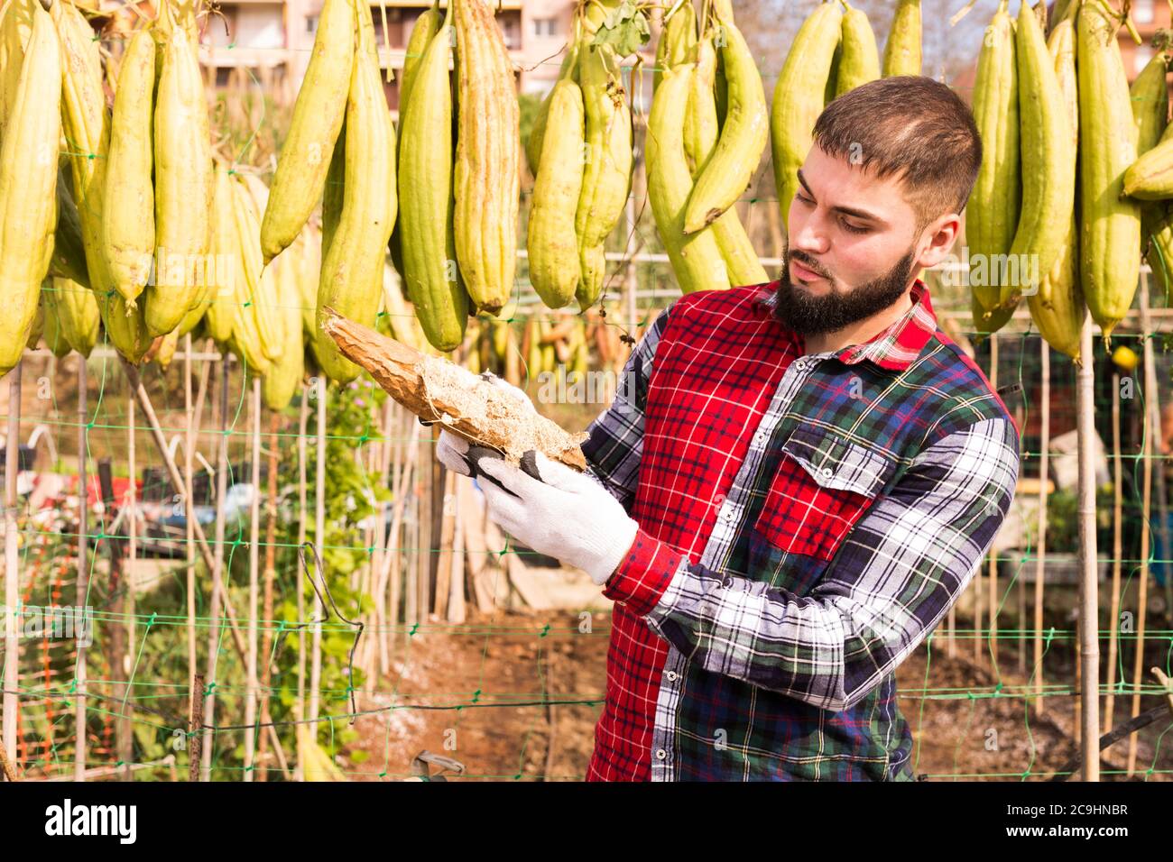 Young man controlling quality of Luffa harvest at his organic ...