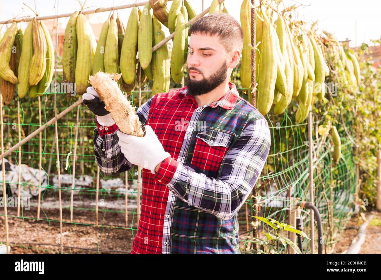 Male farmer gardening holding harvest of Bitter melon or Luffa plants ...