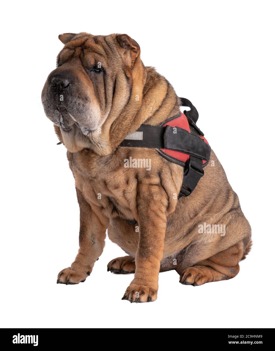 Old Shar-Pei (12 years old) isolated on white background Stock Photo ...
